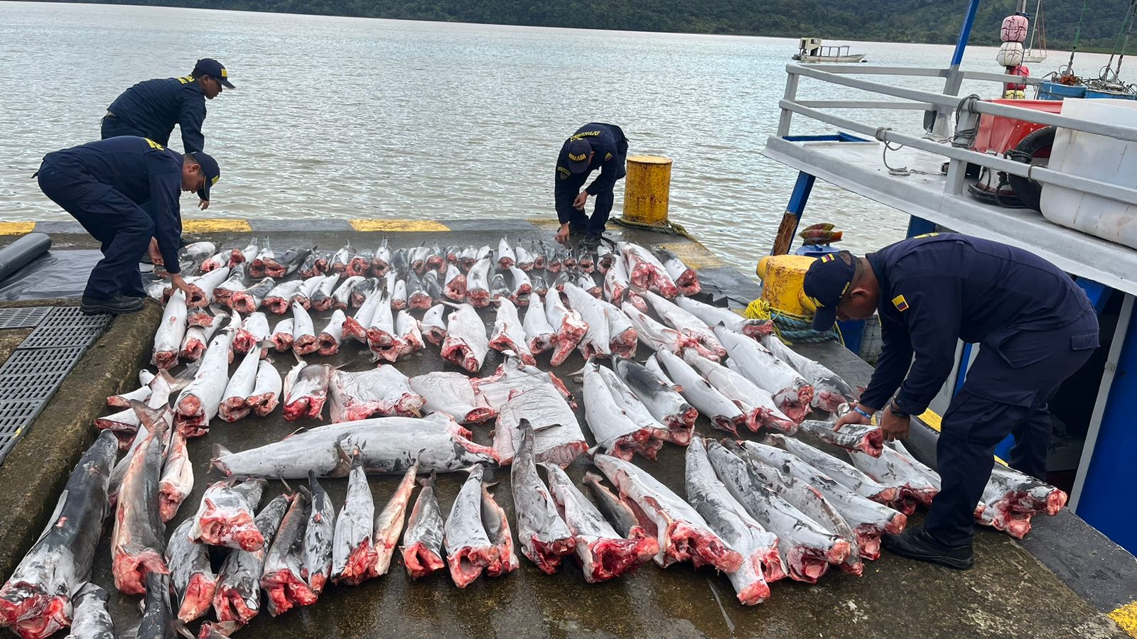 La pesca ilegal es la tercer actividad ilegal más lucrativa: así se ...