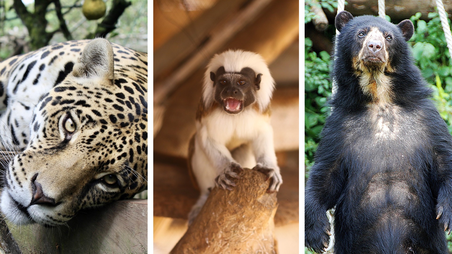 Día Mundial de los Animales: las 12 especies más amenazadas en Colombia ...