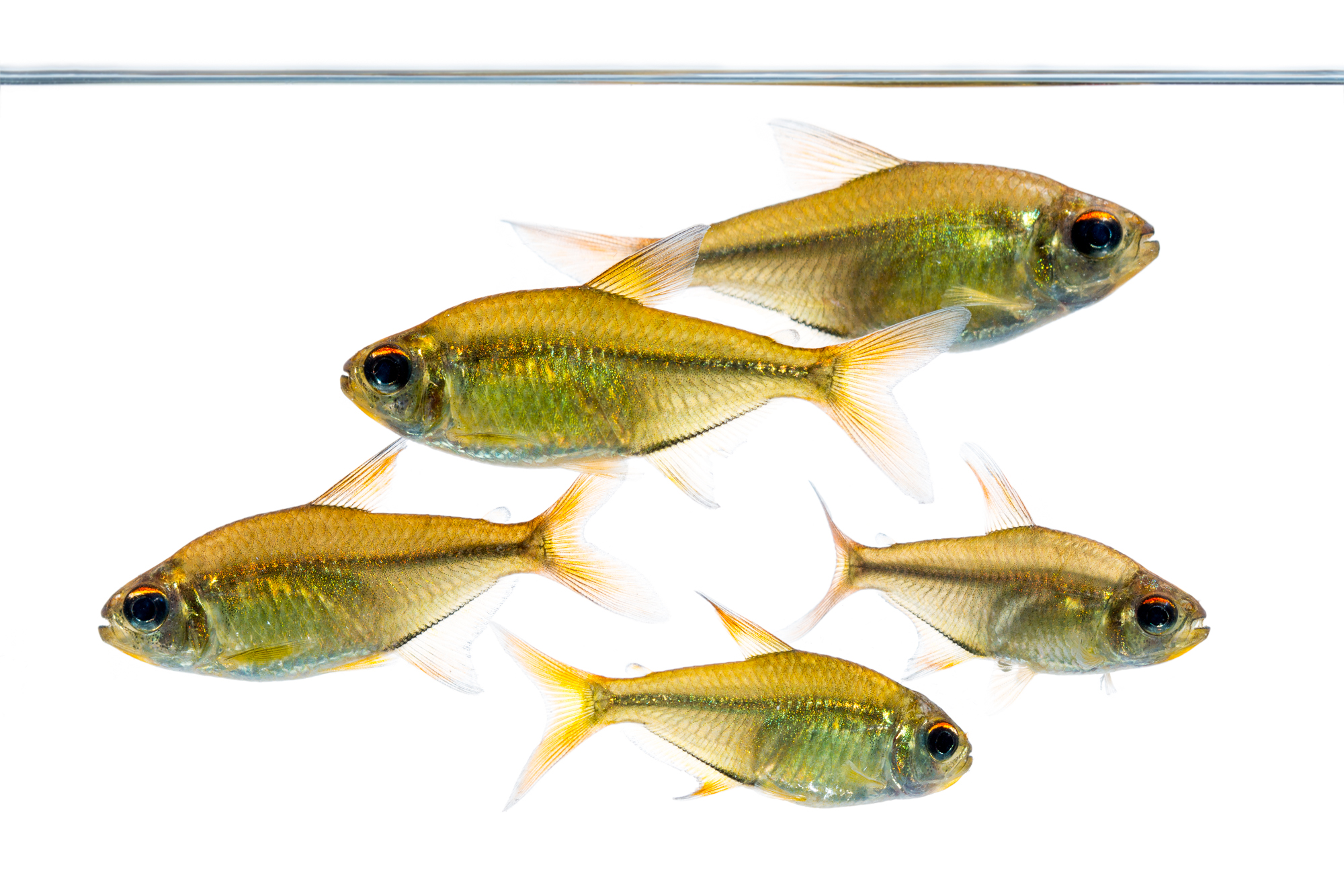 Colombia cuenta con un catálogo visual de peces de agua dulce ...