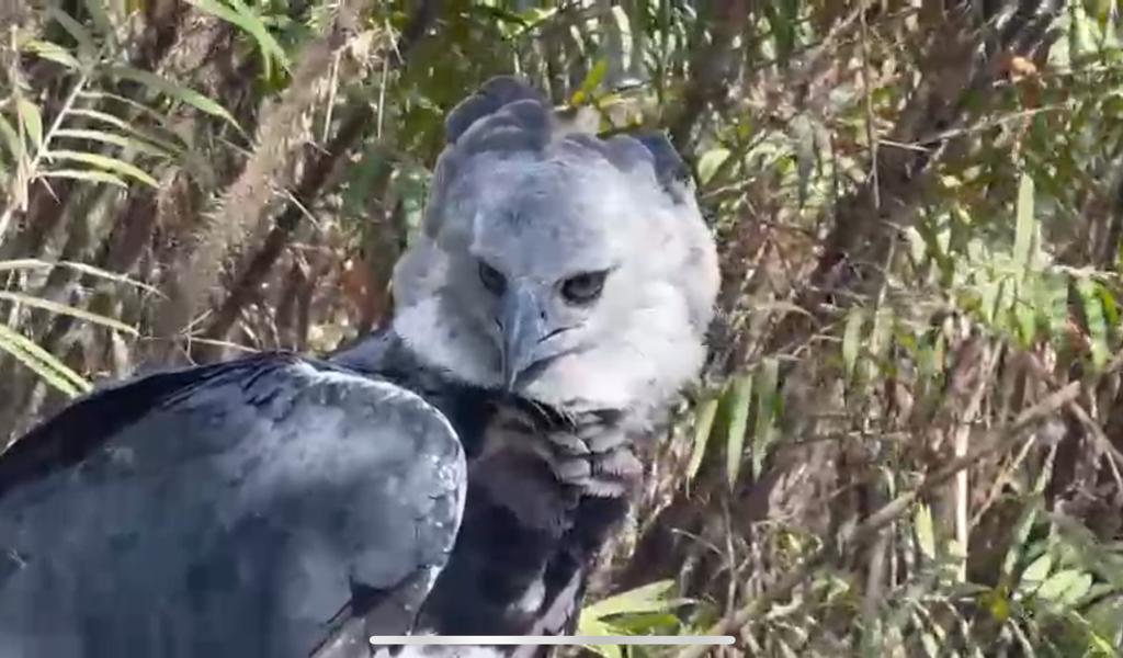 Águila arpía estadounidense busca macho colombiano para salvar la ...
