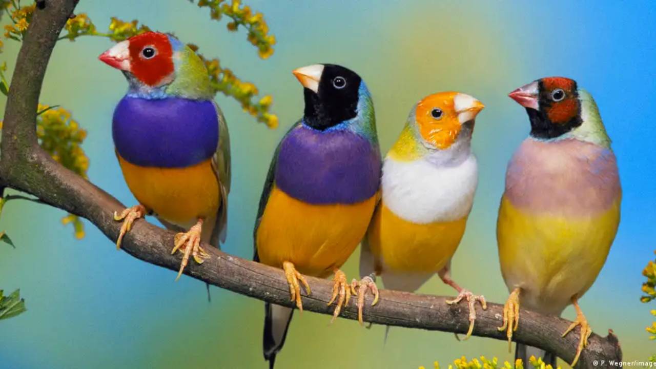 Estudio: observar a los pájaros mejora la salud mental | Cambio Colombia