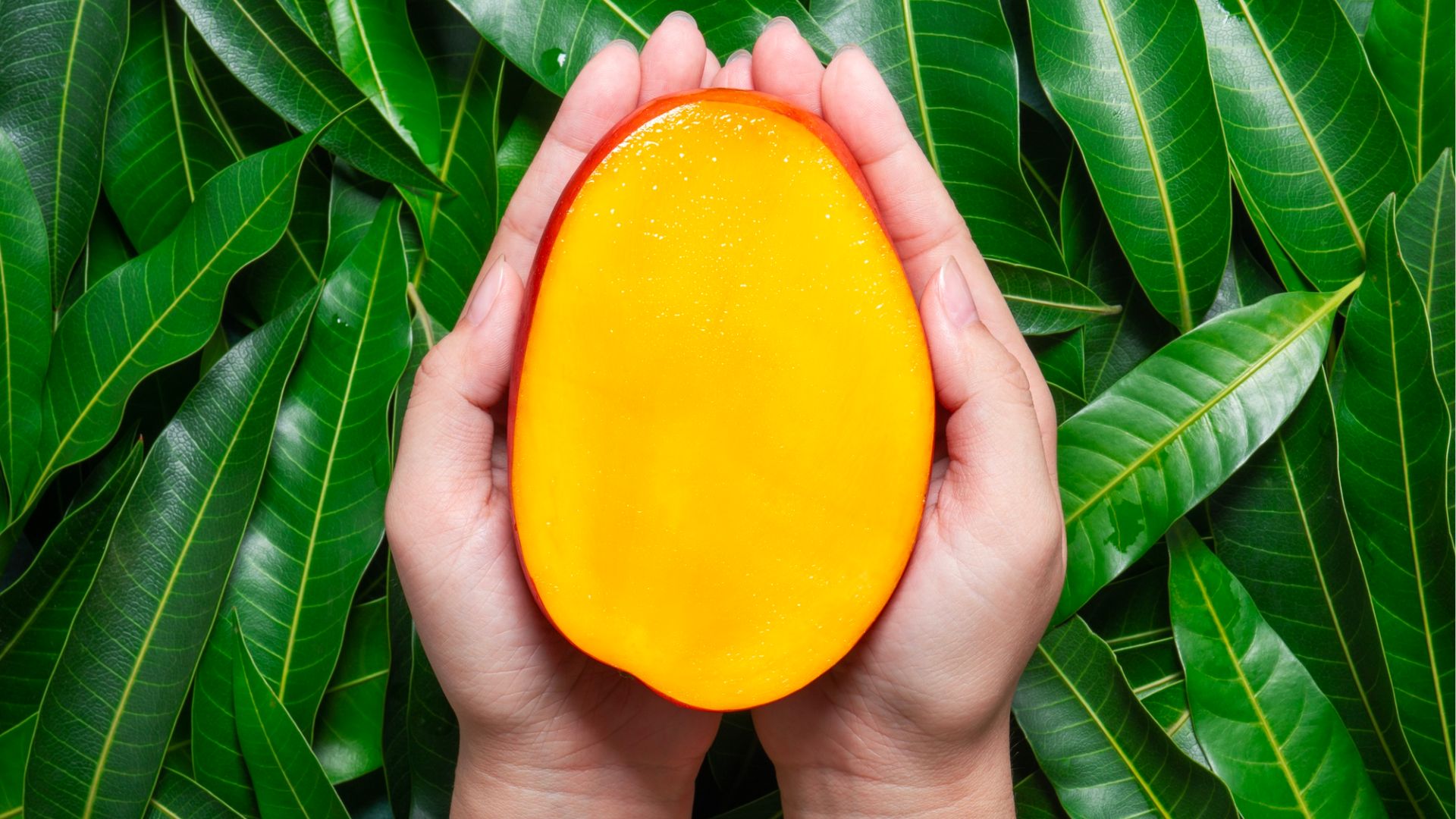 La aldea que cultiva más de 100 variedades de mangos | Cambio Colombia