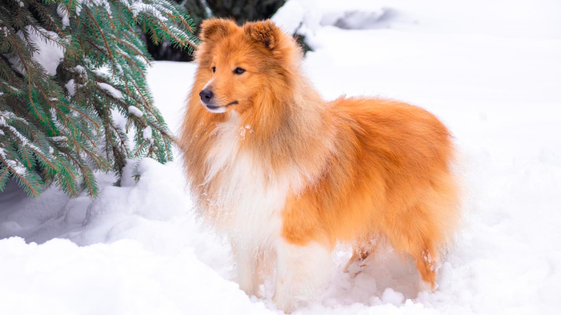 Japonés da su primer paseo como "perro humano" | Cambio Colombia