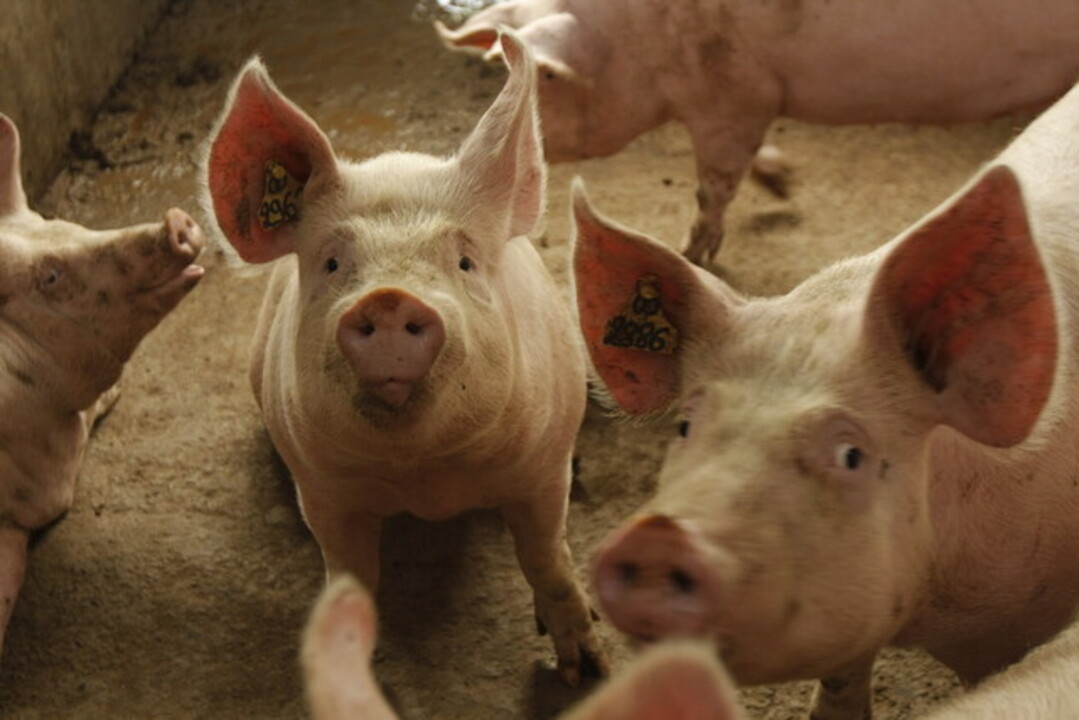 Por maltrato animal en show de "marranos engrasados", Andrea Padilla ...