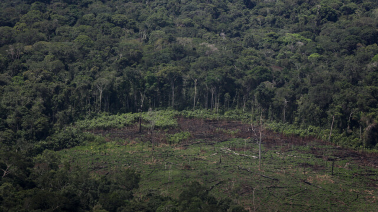 La deforestación del Amazonas ha disminuido 70 por ciento: Ministerio ...