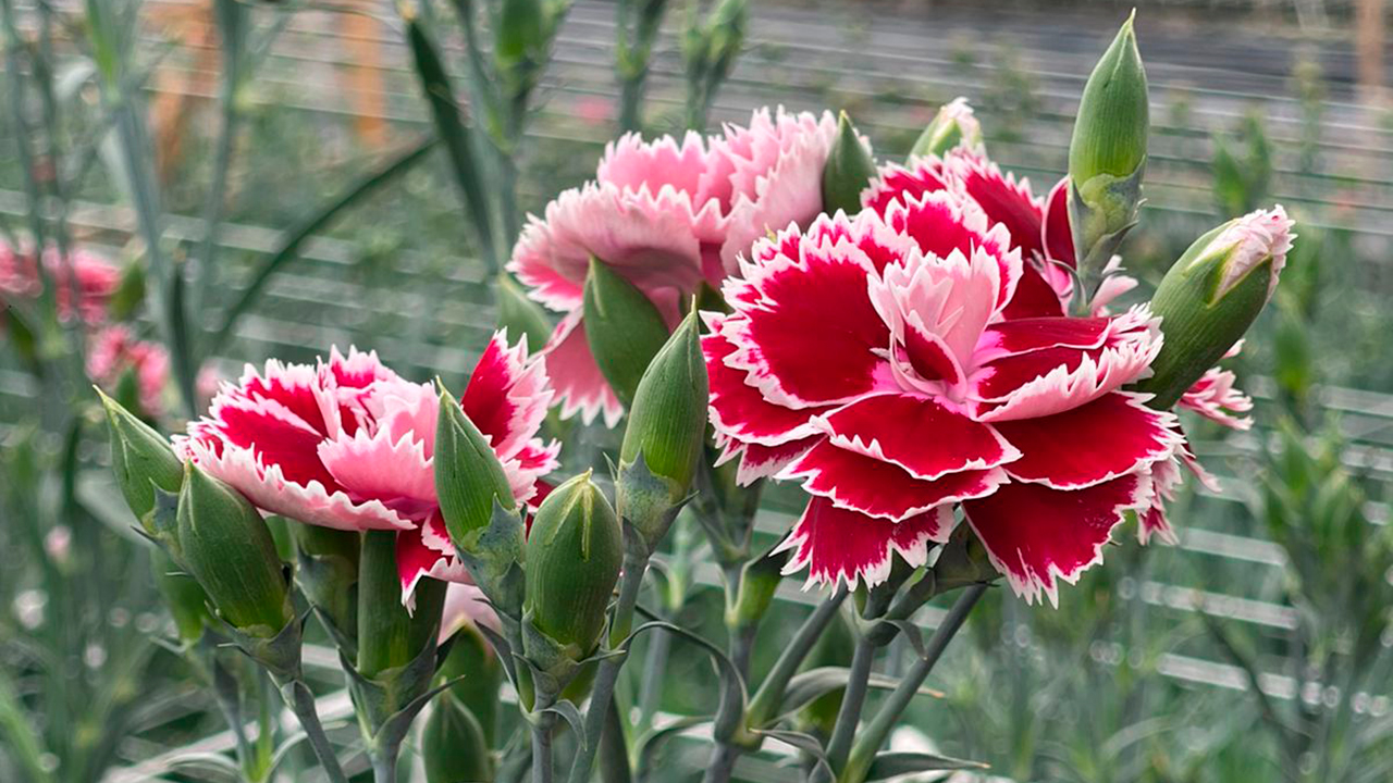 Biología colombiana revoluciona mercado de exportación de claveles