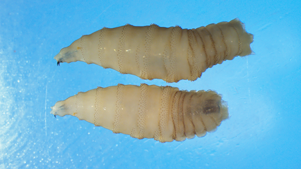 ¿Qué es la miasis y qué significa que haya un caso en humanos por el gusano barrenador?