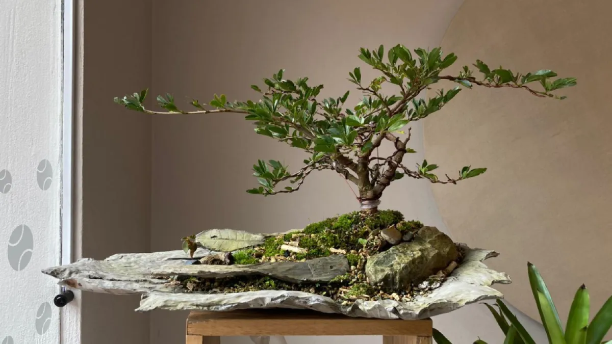 Bonsáis, un arte japonés que toma fuerza en Colombia | Cambio Colombia