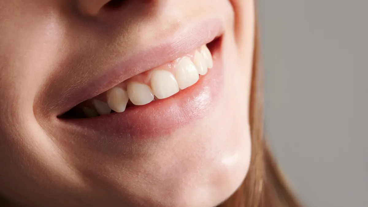 Colmillos Dientes Humanos Nombres De Los Dientes Y De Las Muelas