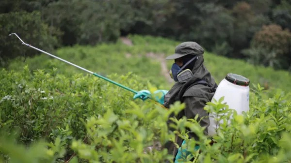 Onu Colombia Rompió Récord De Cultivos De Hoja De Coca En 2022